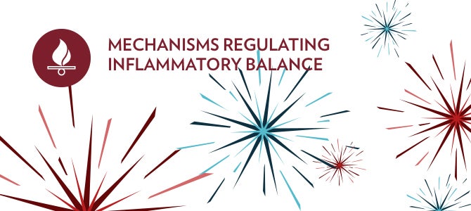 Mechanisms Regulating Inflammatory Balance | The Source